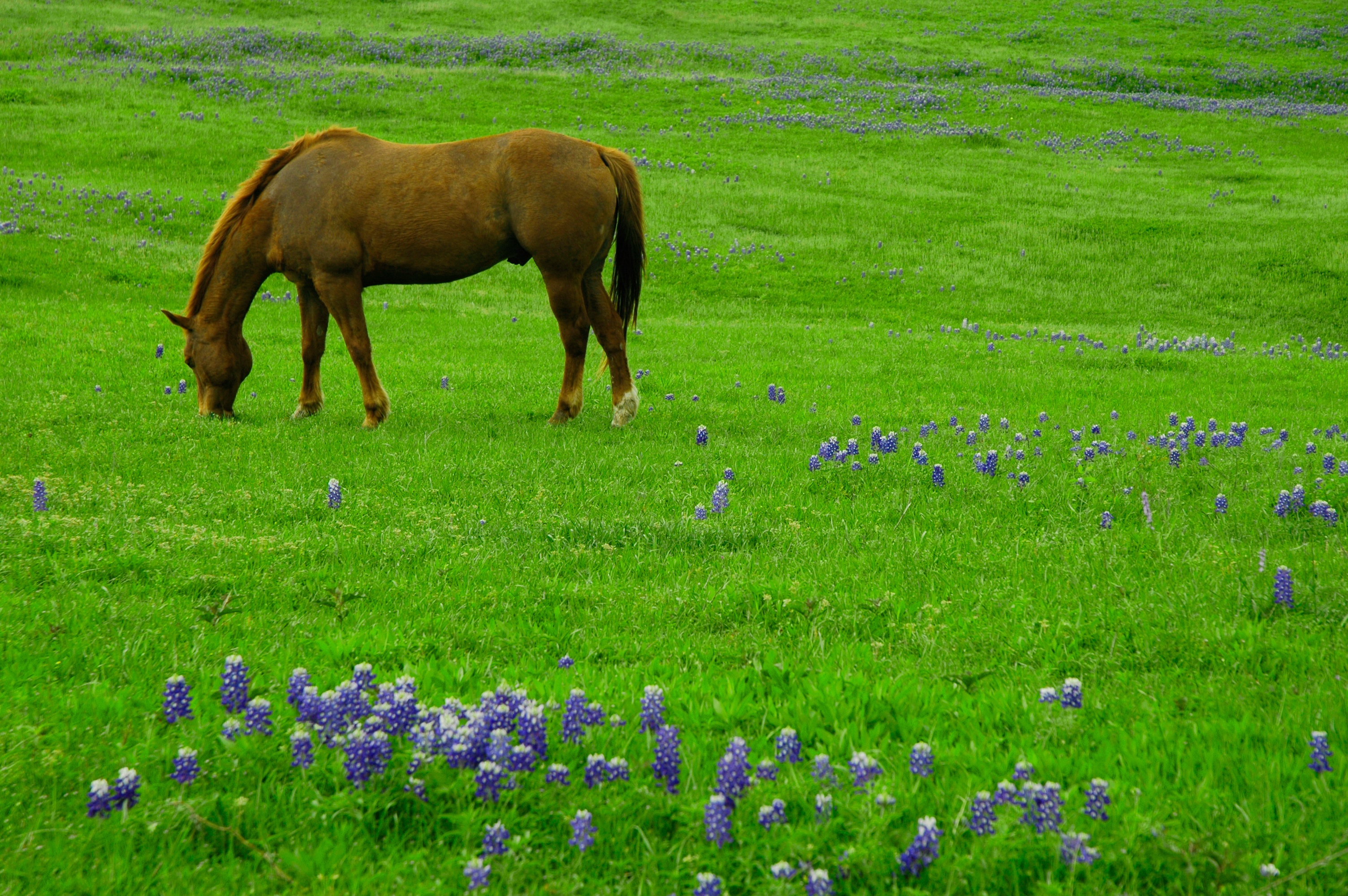 Bluebonnets in Bloom 2023 – NBC 5 Dallas-Fort Worth