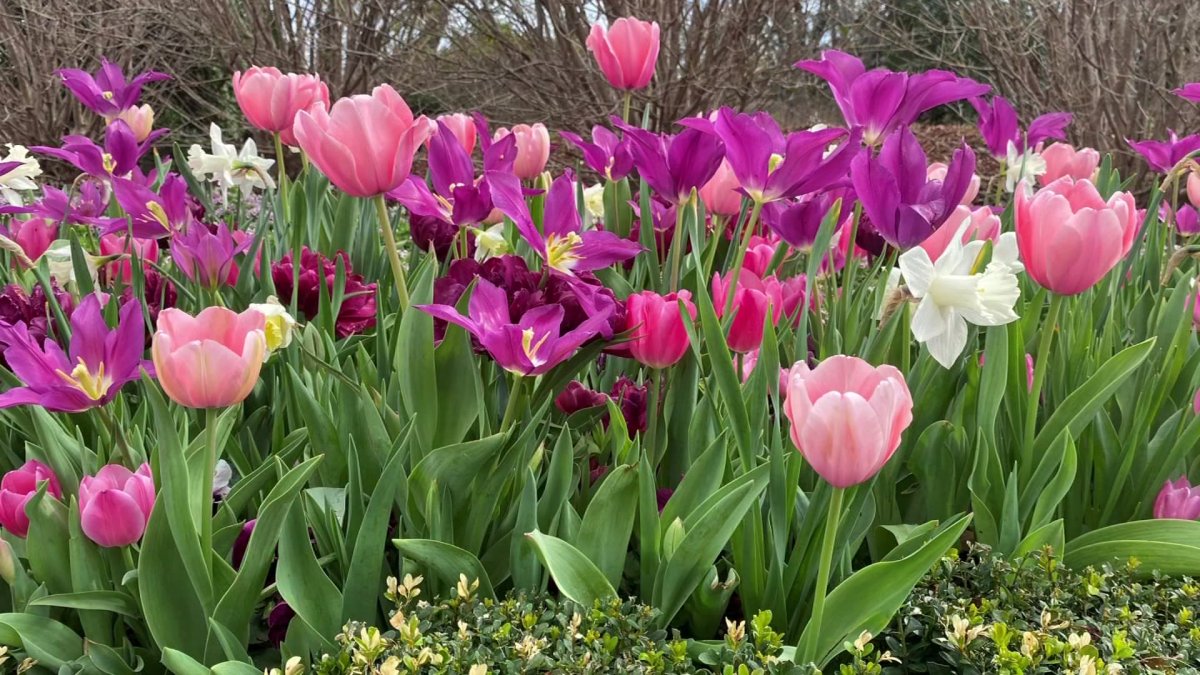 Dallas Blooms Now on Display at Texas Arboretum – NBC 5 Dallas-Fort Worth