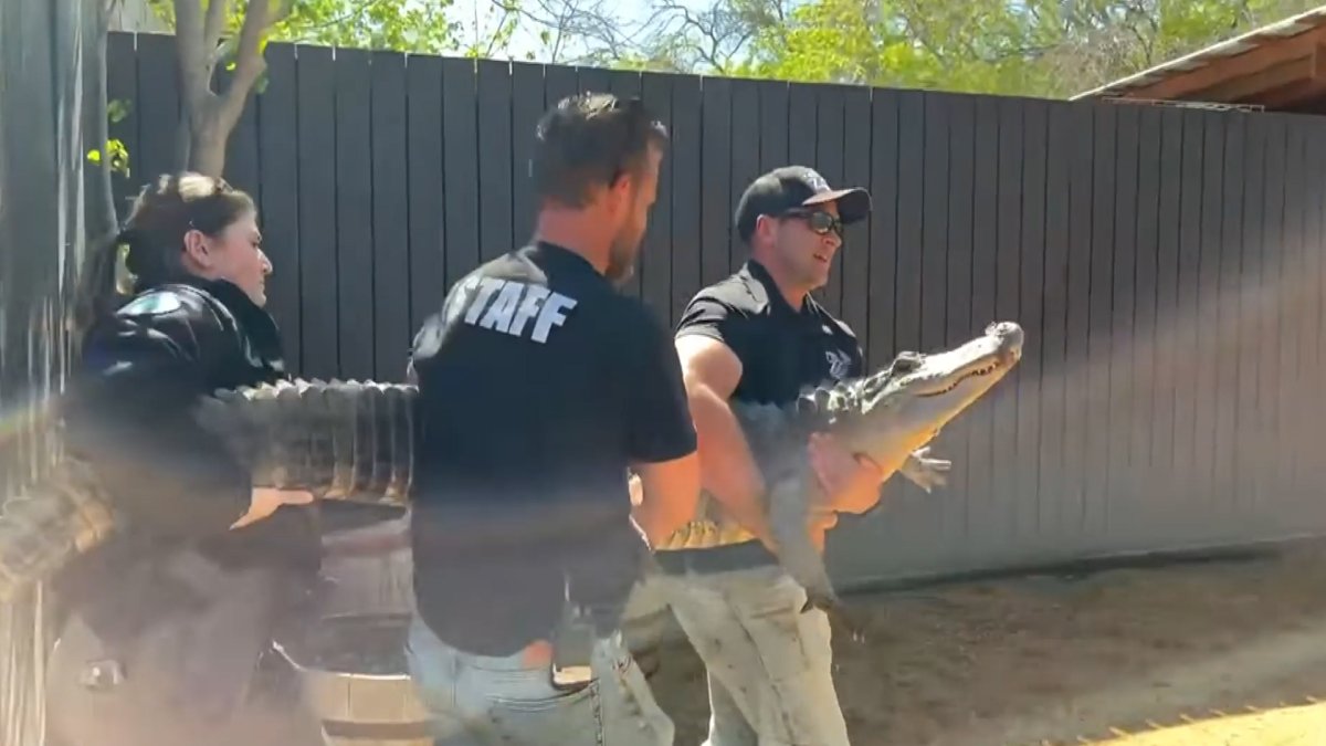 Alligator Returns Home After Being Stolen 20 Years Ago – NBC 5 Dallas ...