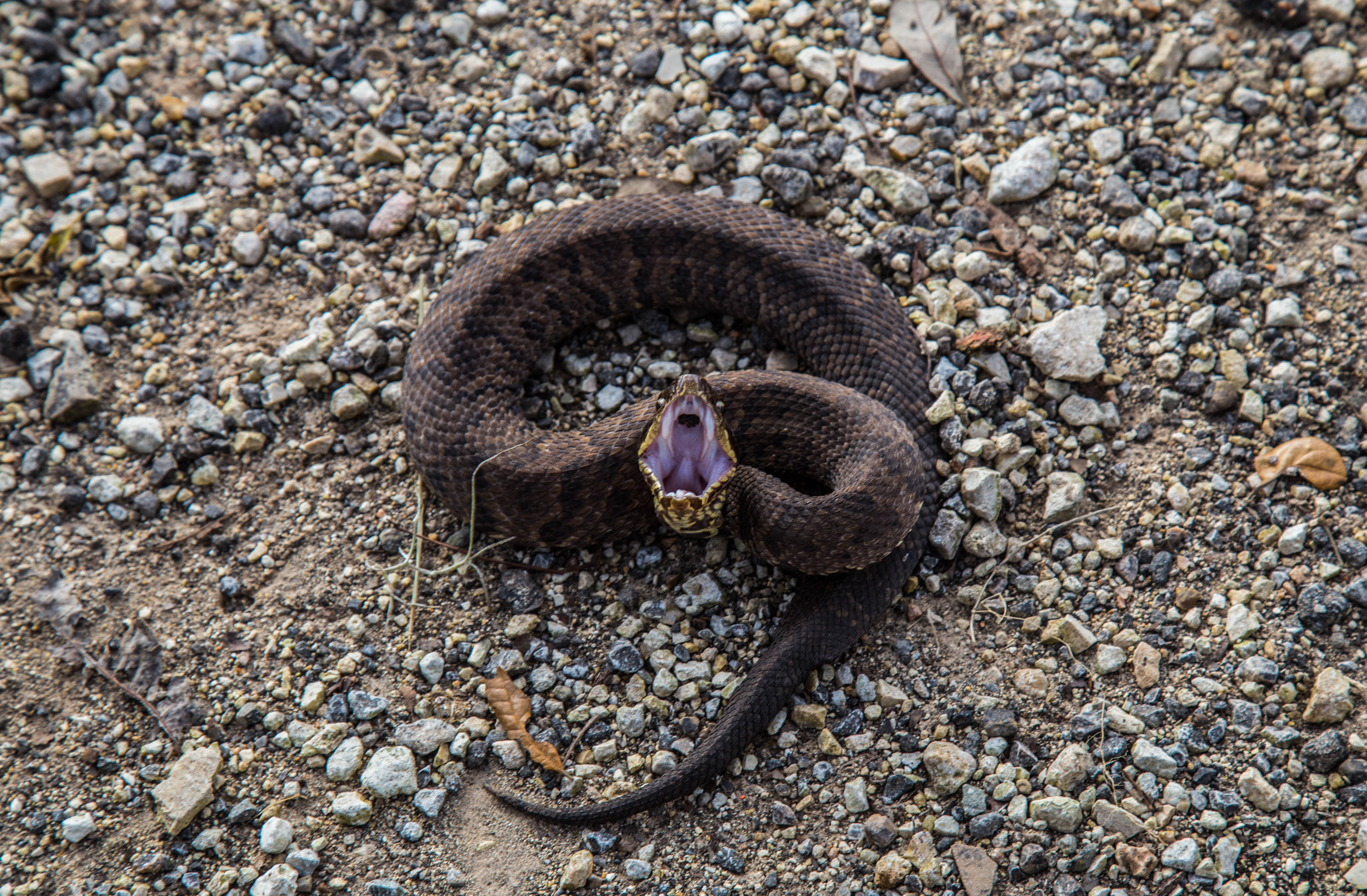 Snakes are starting to come out across North Texas – NBC 5 Dallas-Fort ...