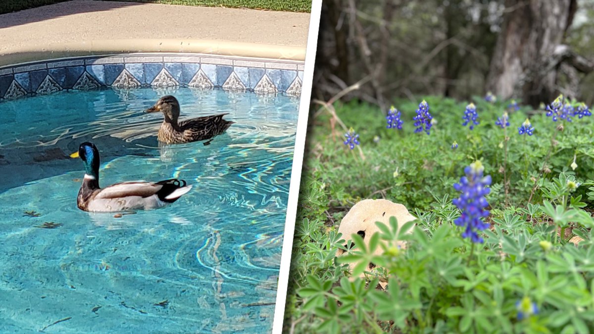 Signs of Spring: Ducks and Bluebonnets – NBC 5 Dallas-Fort Worth