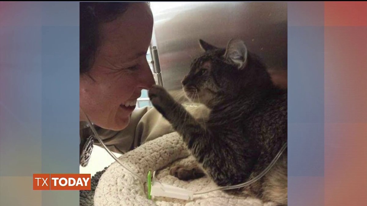 Celebrating Local Animal Heroes: Jacqueline Sutherland – NBC 5 Dallas ...