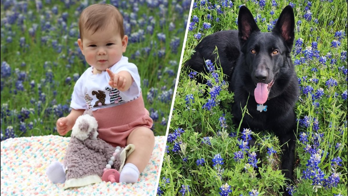 Bluebonnets in Bloom: Ellie Grace & Bear – NBC 5 Dallas-Fort Worth