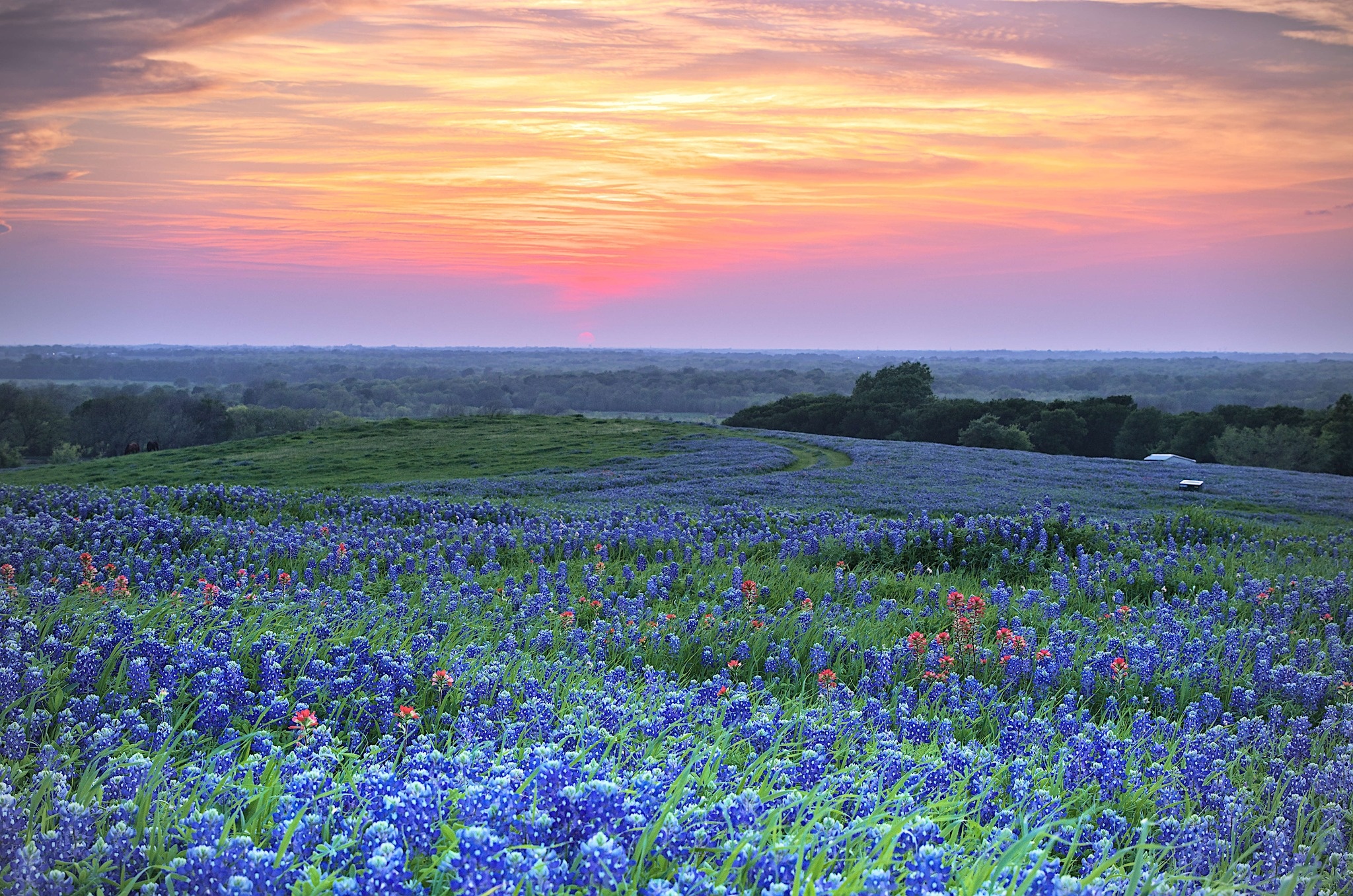 Bluebonnets in Bloom 2023 – Gallery II – NBC 5 Dallas-Fort Worth