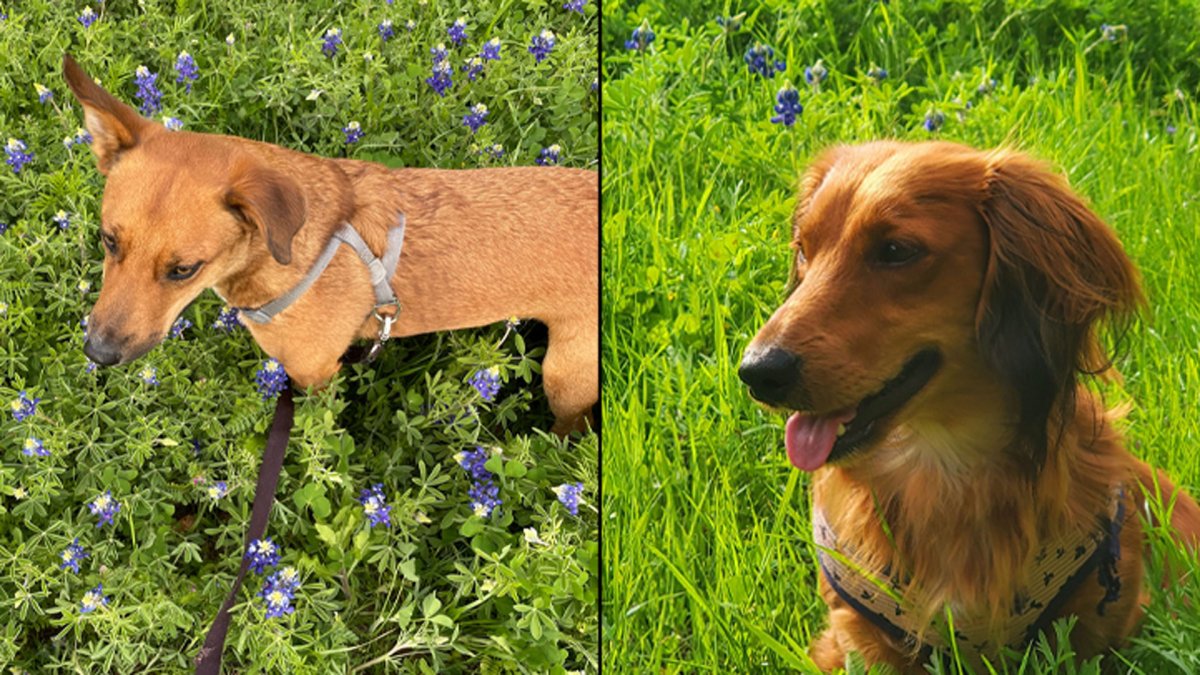 Bluebonnets in Bloom: Moose and Enzo – NBC 5 Dallas-Fort Worth