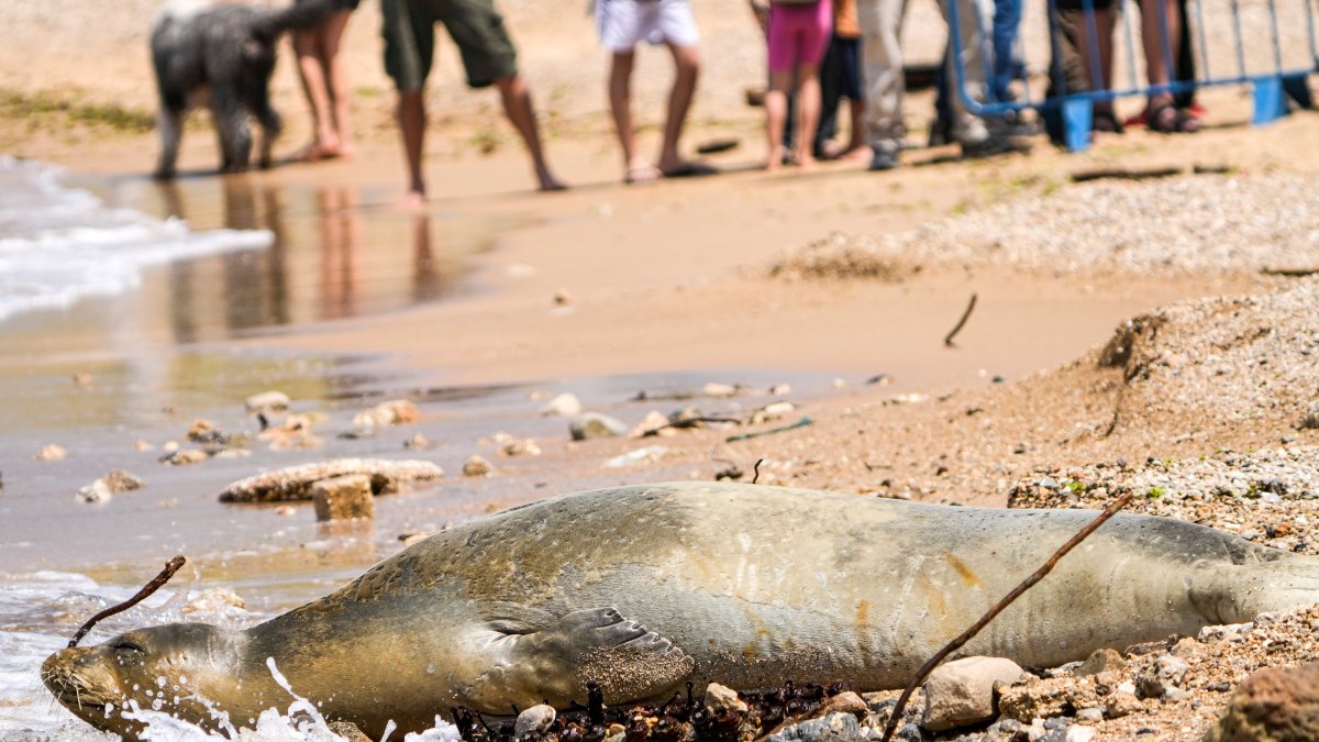 Yulia, An Endangered Seal, Draws Crowds to Tel Aviv Beach – NBC 5 ...