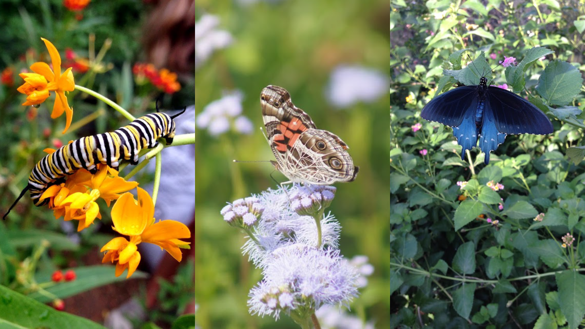 Native Texas Butterfly House and Garden at Heard Museum – NBC 5 Dallas ...