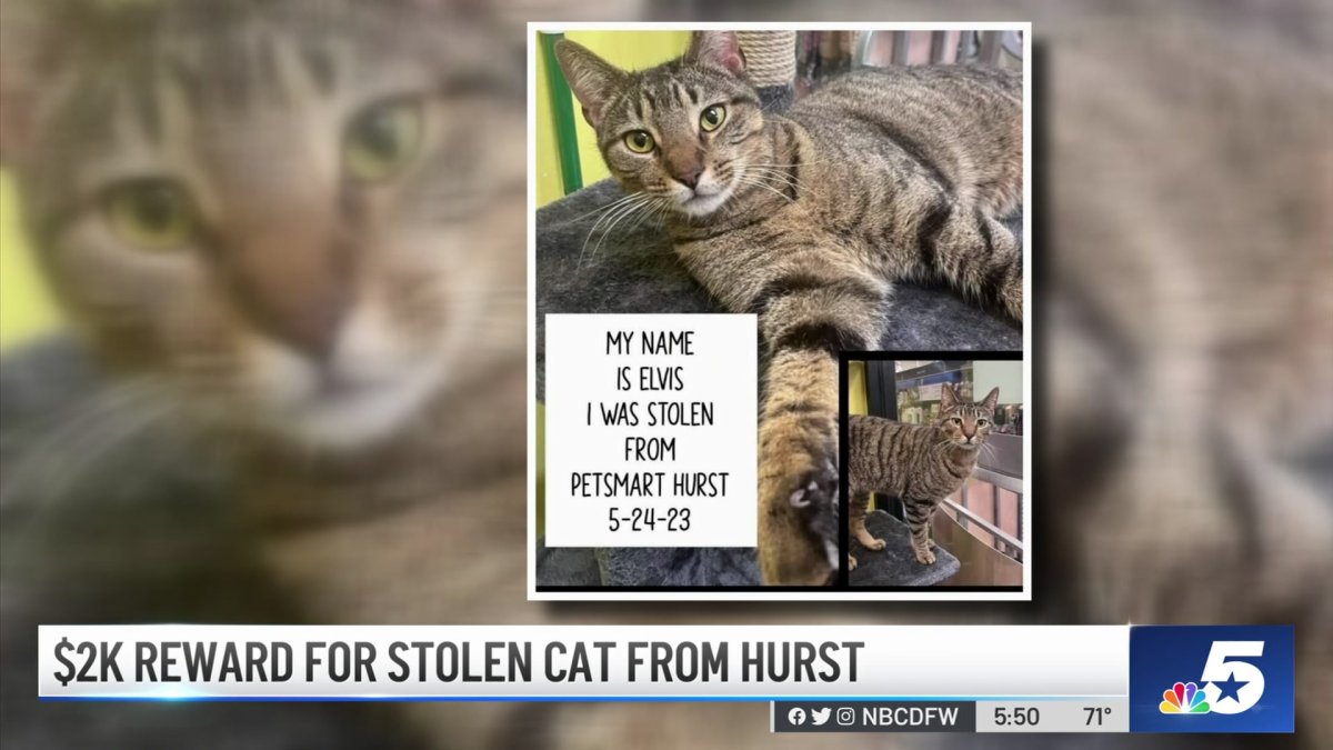 Reward Offered for Elvis the Cat, Stolen from Hurst PetSmart – NBC 5 ...