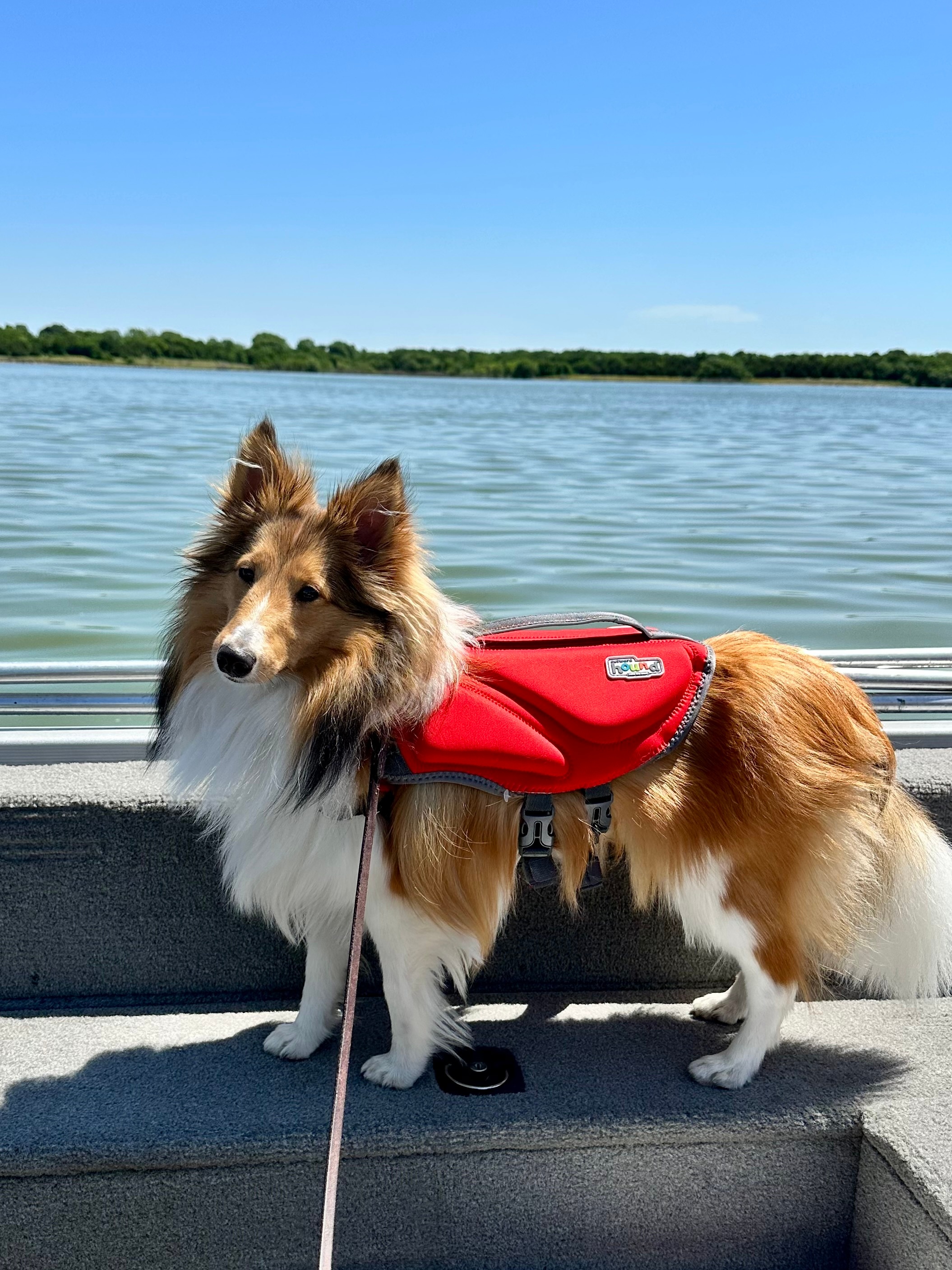 See how dogs cool off during a hot Texas summer – NBC 5 Dallas-Fort Worth