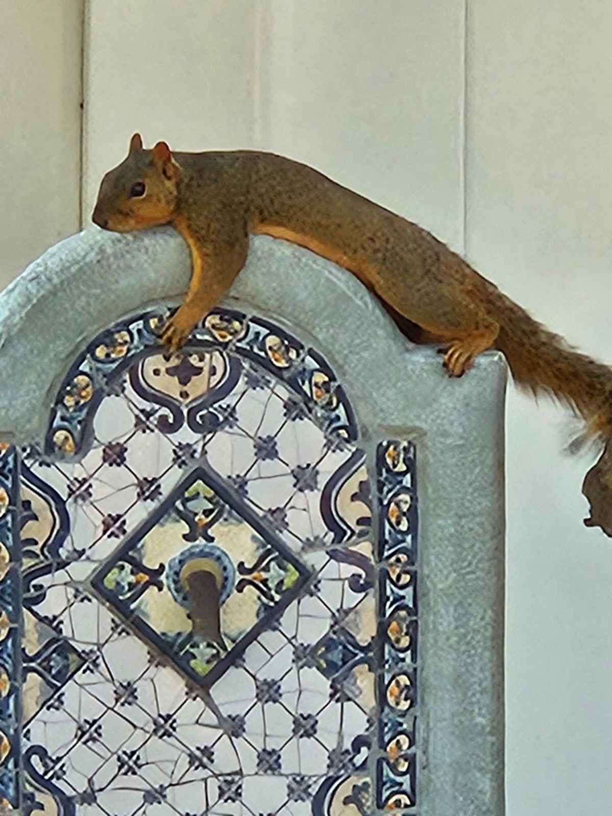 Splooting squirrels spotted around North Texas – NBC 5 Dallas-Fort Worth