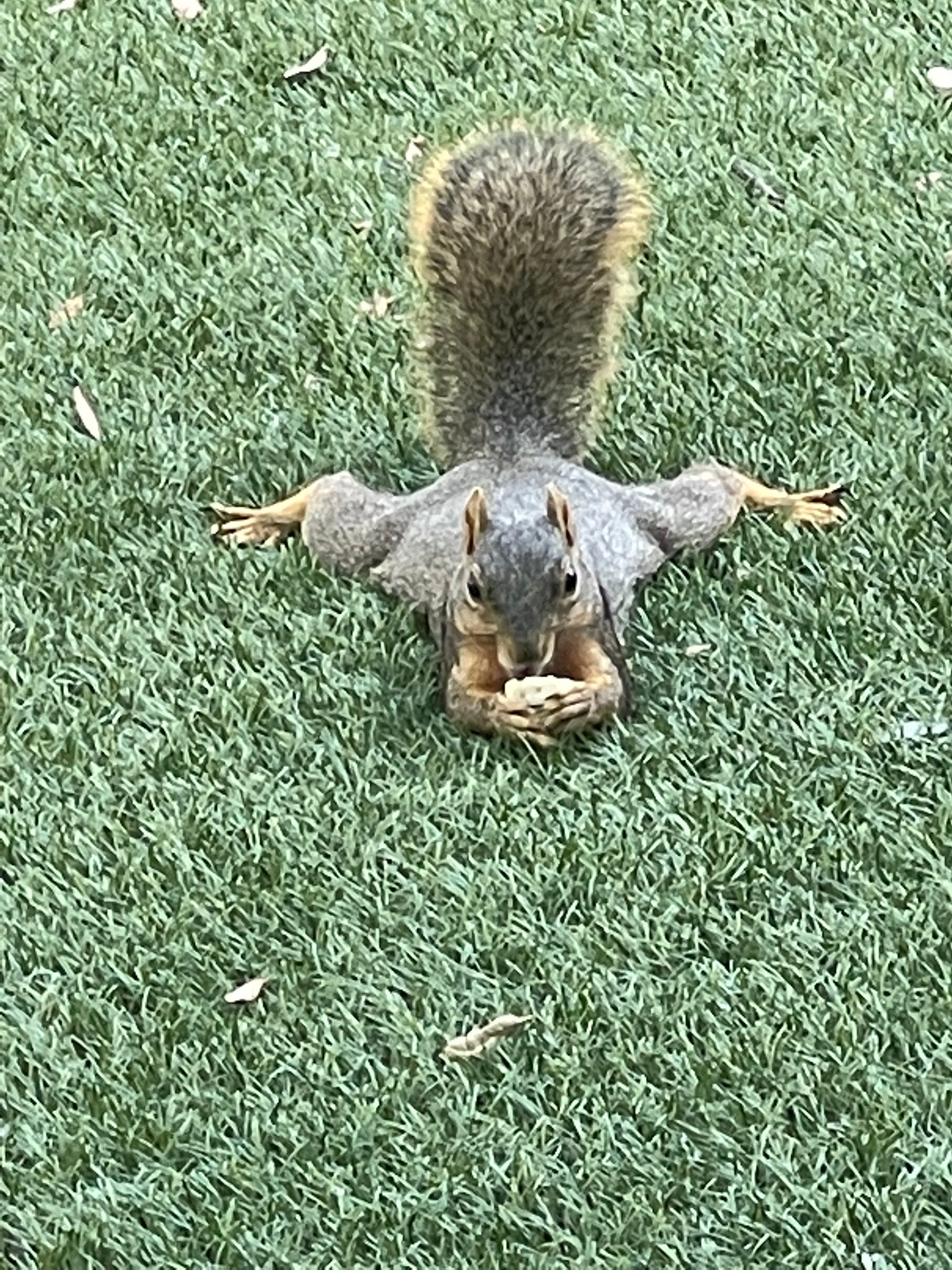 Splooting squirrels spotted around North Texas – NBC 5 Dallas-Fort Worth