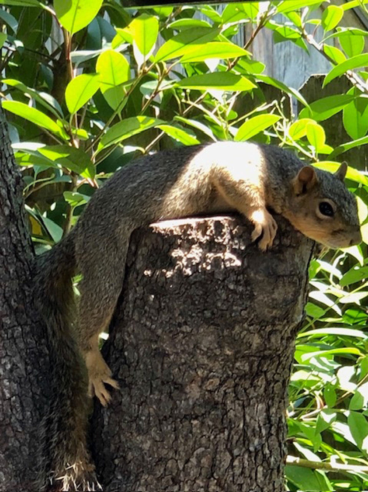 Splooting squirrels spotted around North Texas – NBC 5 Dallas-Fort Worth