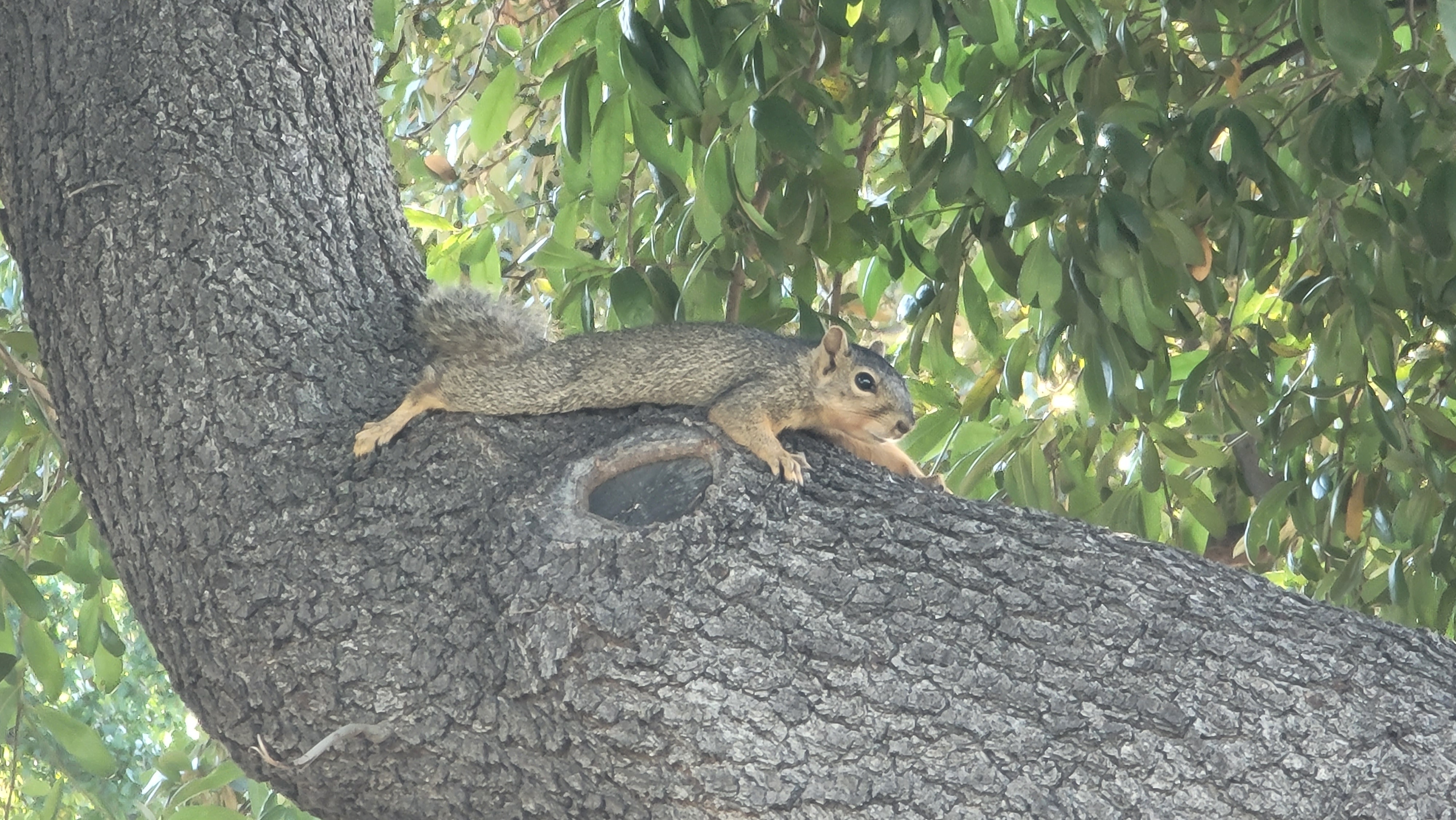 Splooting squirrels spotted around North Texas – NBC 5 Dallas-Fort Worth