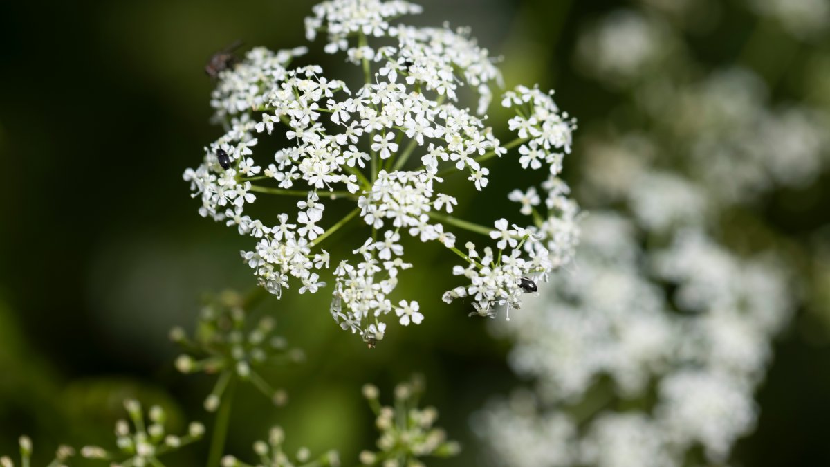 Poison Hemlock Was Spotted in a Dallas Suburb – NBC 5 Dallas-Fort Worth