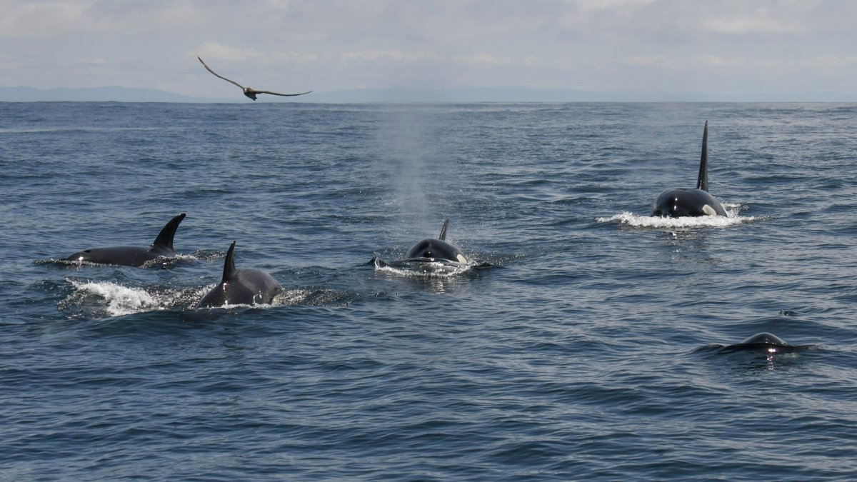 Killer whales spotted off San Francisco – NBC 5 Dallas-Fort Worth