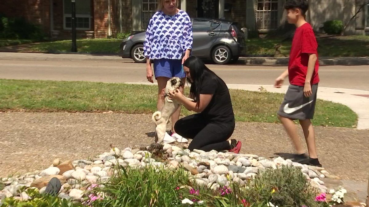 Why microchipping your dog could spare you a hassle and heartache – NBC ...