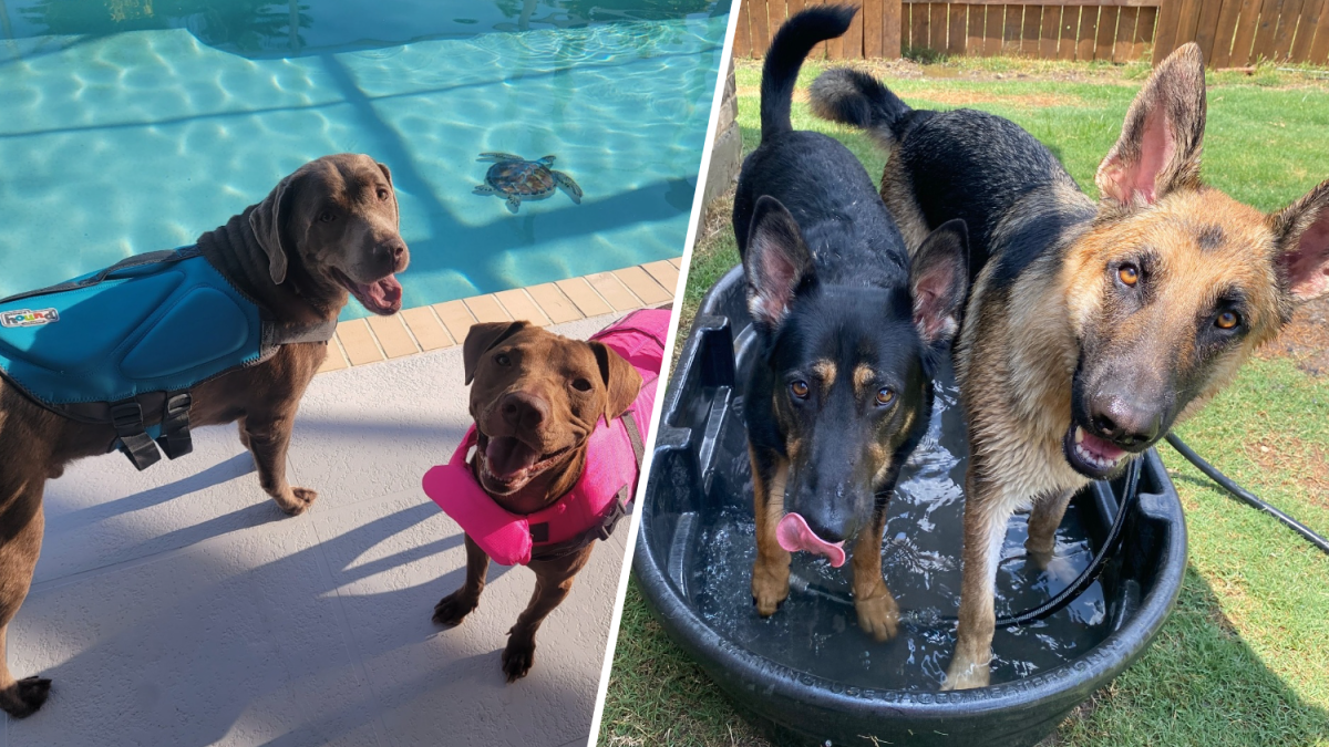 Dog Days of Summer: Sterling, Kai, Lady & Chuy – NBC 5 Dallas-Fort Worth