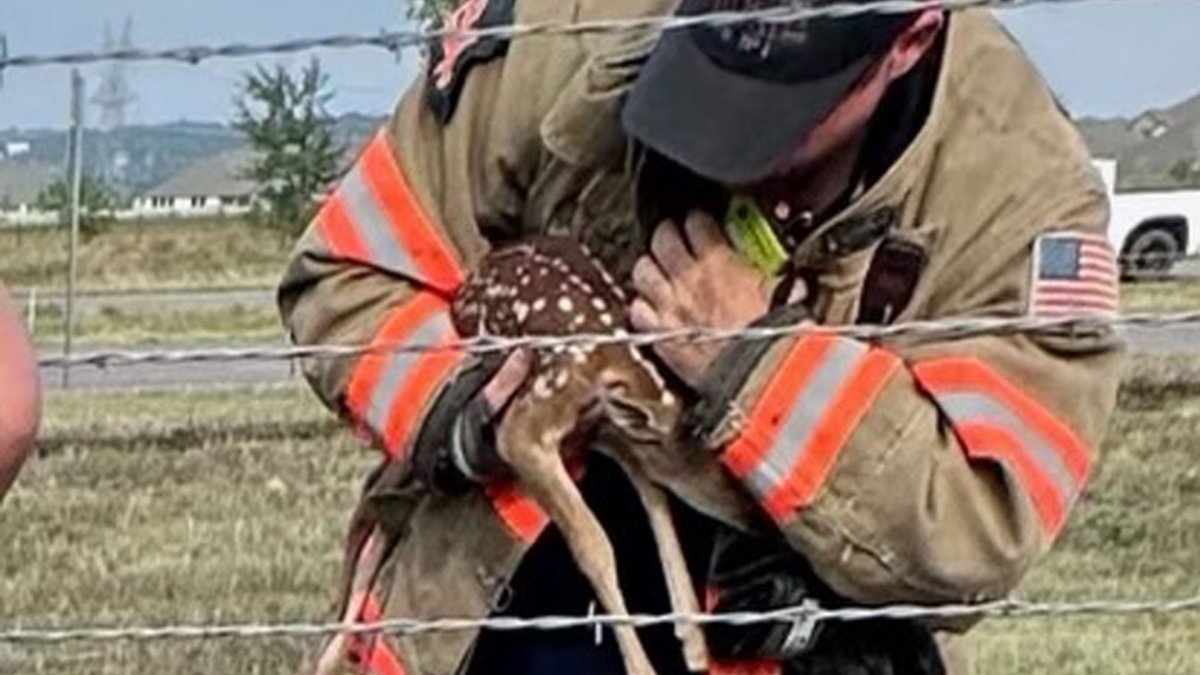 Heartwarming video shows fawn rescued a fire in Denton County – NBC 5 ...