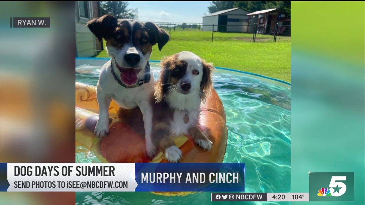 Dog Days of Summer: Murphy, Cinch and Ruby – NBC 5 Dallas-Fort Worth