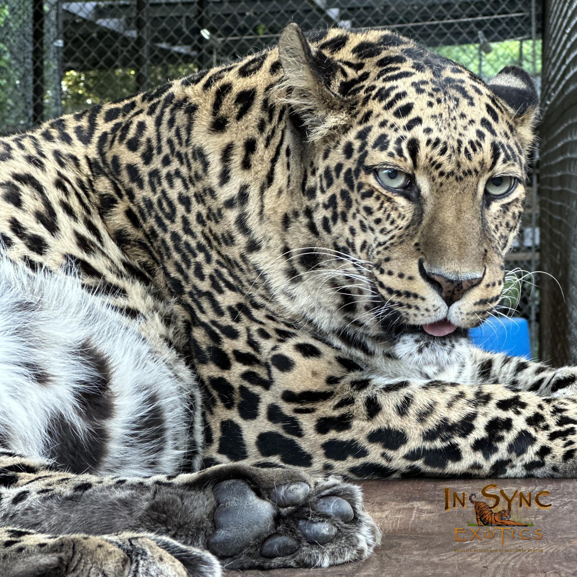 Photos: Five Siegfried and Roy cats move from Las Vegas to North Texas ...