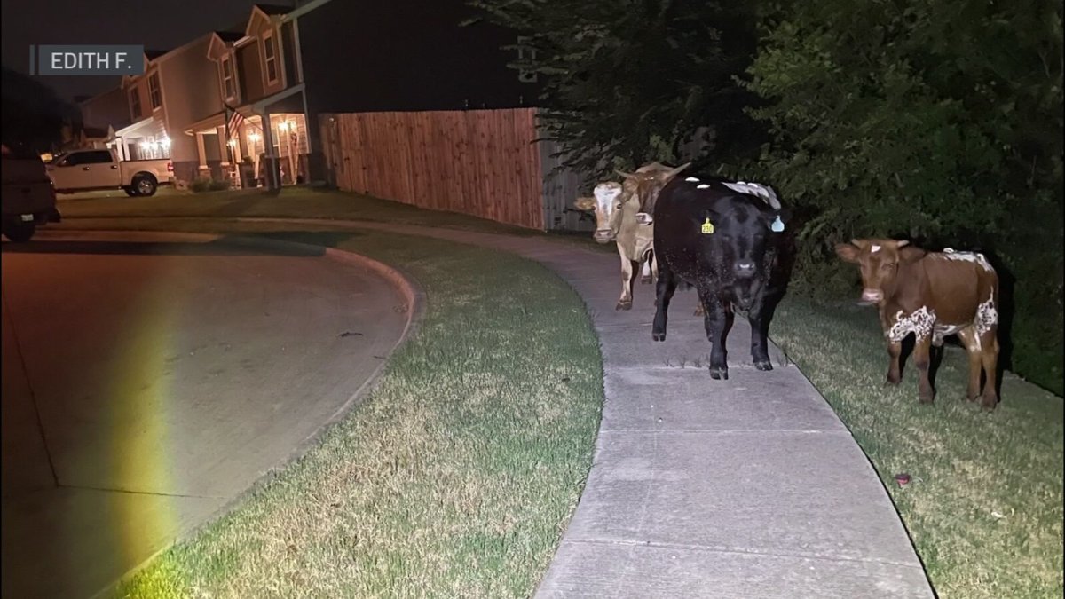Cows caught on camera roaming Texas neighborhood – NBC 5 Dallas-Fort Worth