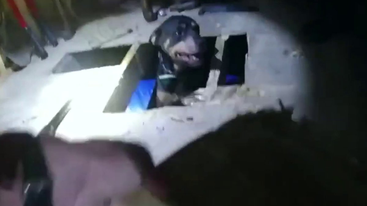 Video of dog being rescued from under shed in Texas – NBC 5 Dallas-Fort ...