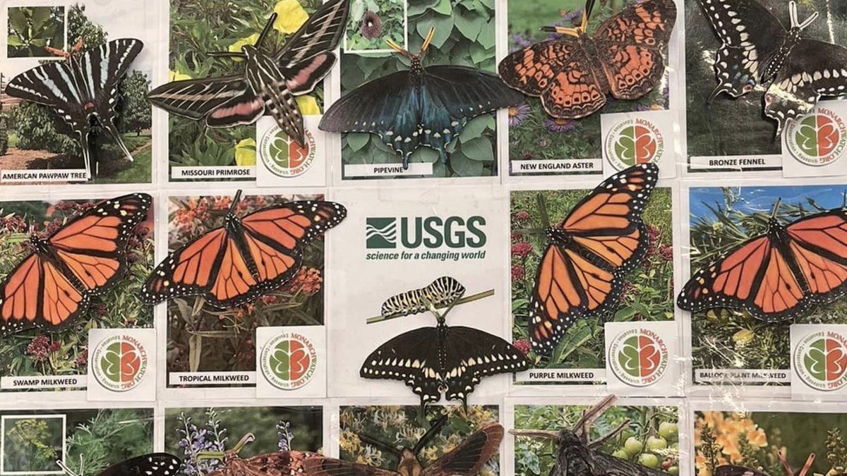 Dead butterflies and moths wanted for USGS research collection – NBC 5 ...