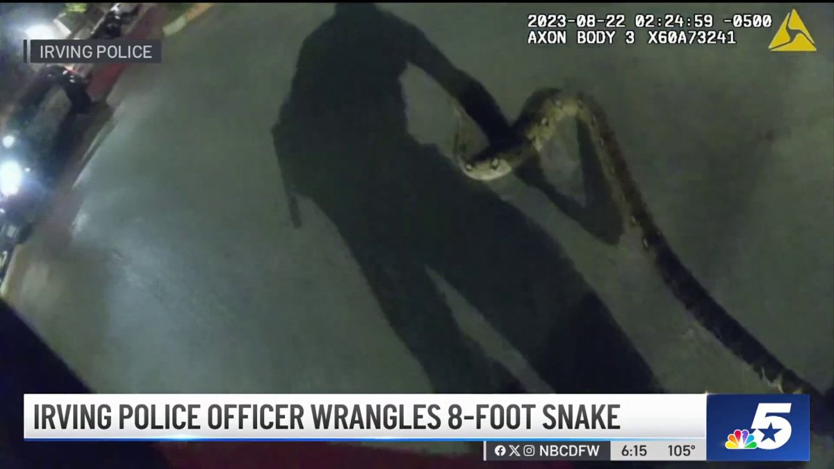 Irving police officer wrangles 8-foot snake – NBC 5 Dallas-Fort Worth
