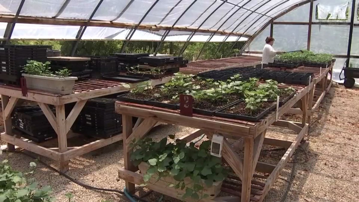 Extreme heat and rising water bills are impacting a community garden in ...