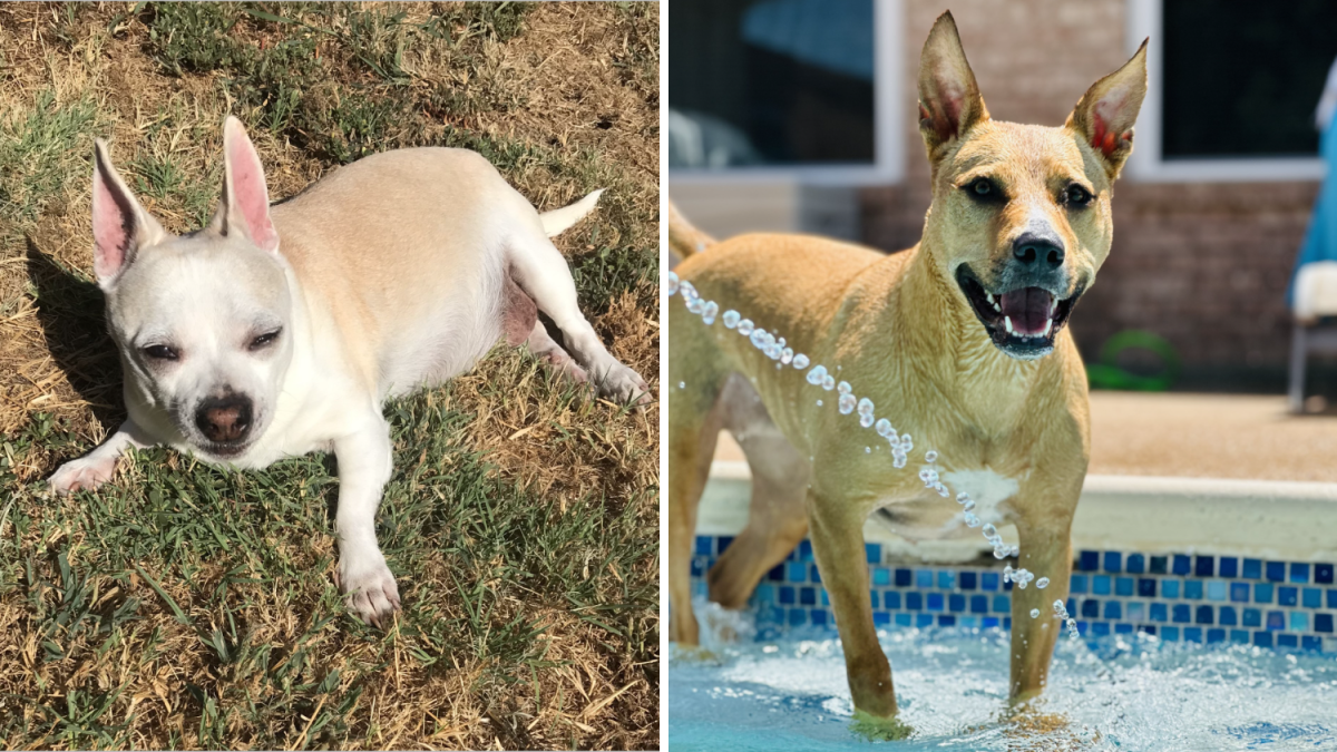 Dog Days of Summer: Waffles and Mushu – NBC 5 Dallas-Fort Worth