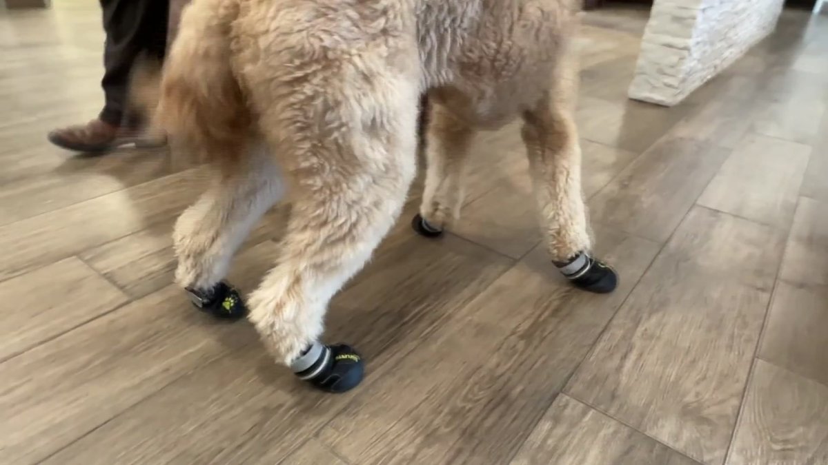 Extreme heat can lead to burns, cuts in pets paws – NBC 5 Dallas-Fort Worth