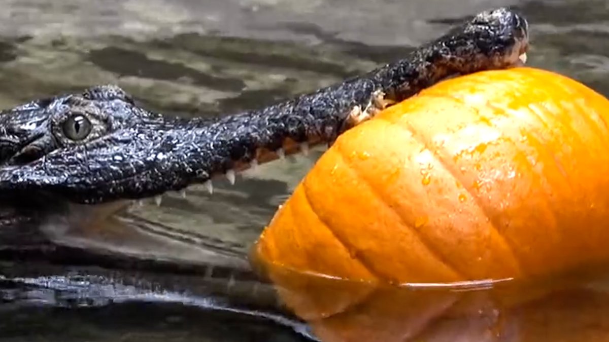 Crocodile plays with pumpkin at Oregon Zoo’s “Croctoberfest” – NBC 5 ...