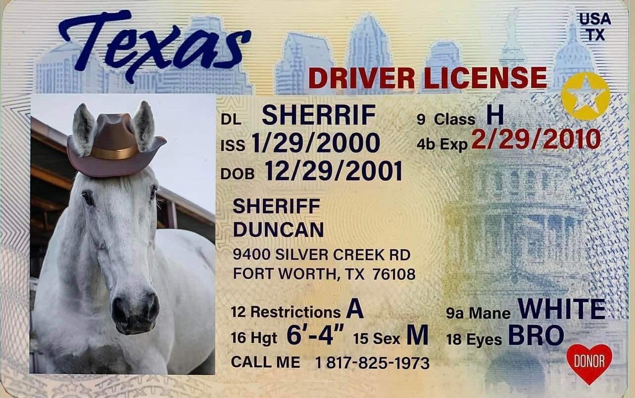 A horse is the ‘mane man’ at bars in North Texas – NBC 5 Dallas-Fort Worth