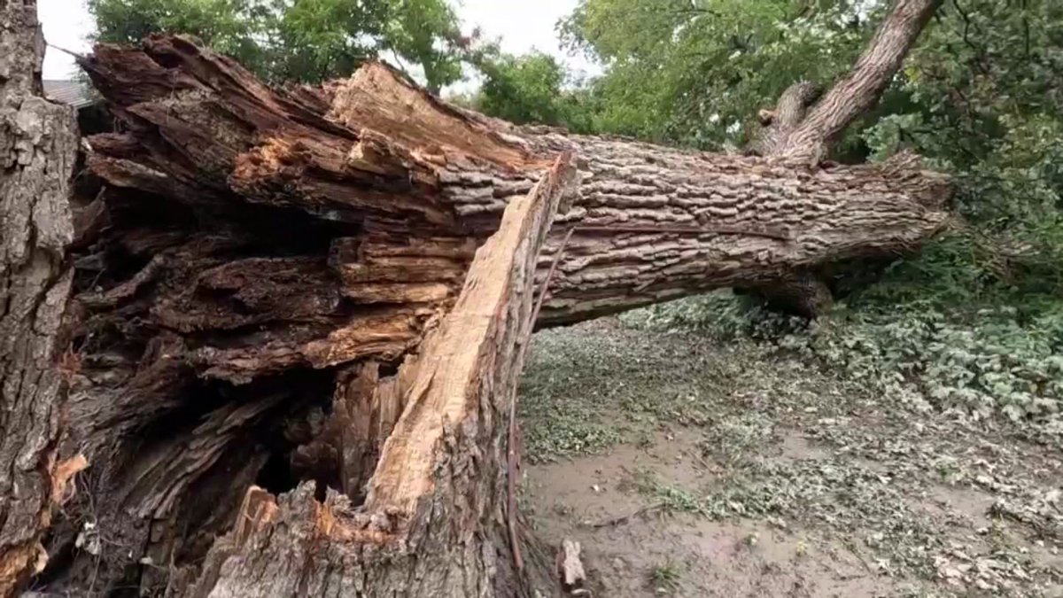 Beloved Plano tree topples over after storms leaving community ...