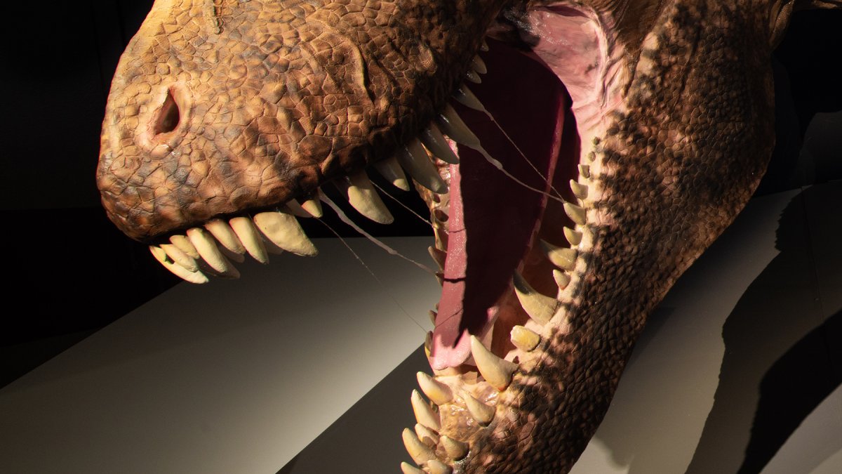Perot Museum launches ultimate T-Rex exhibit on Monday – NBC 5 Dallas ...