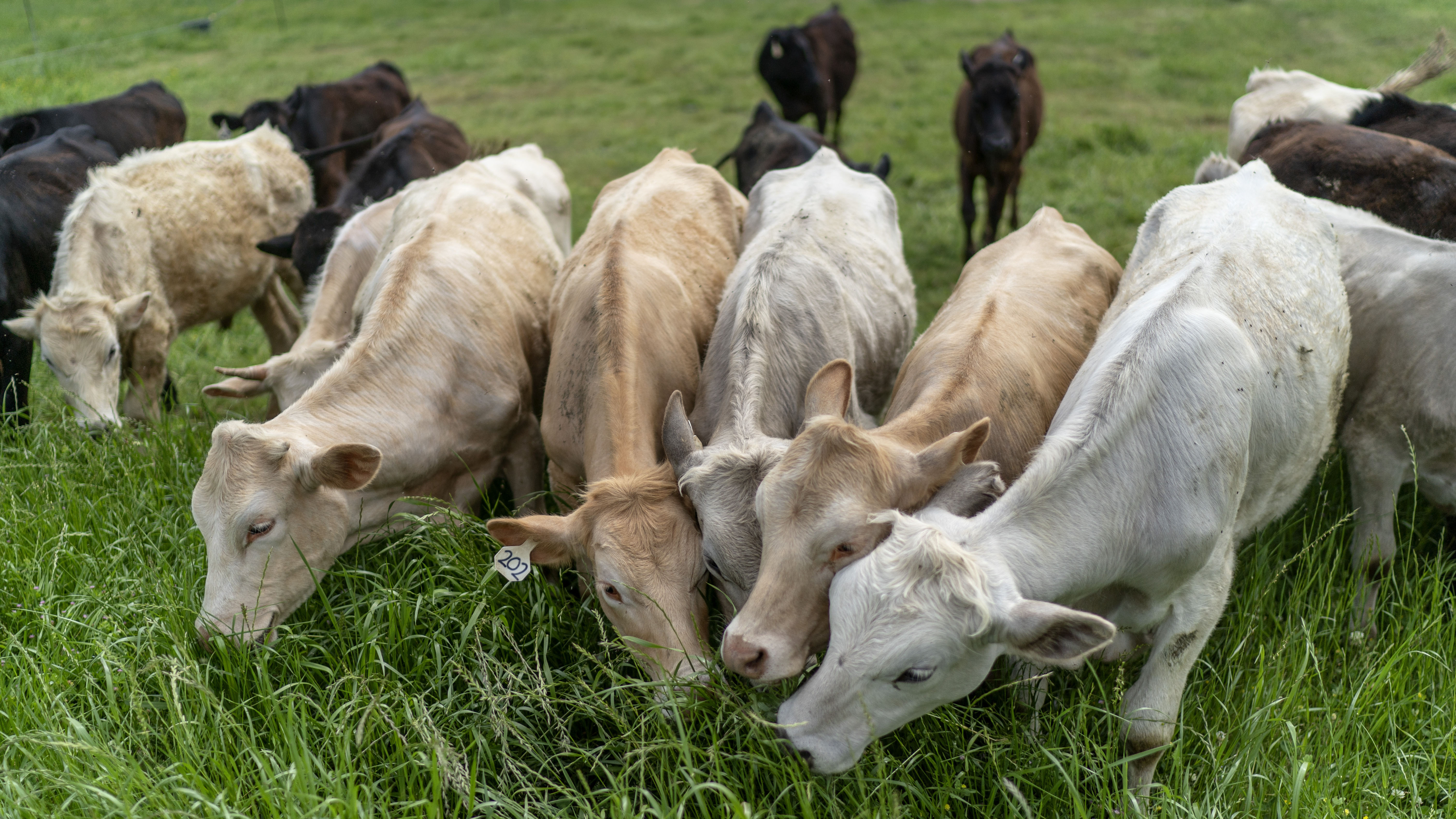 Beef is hard on the planet, a Texas rancher wants to change that – NBC ...