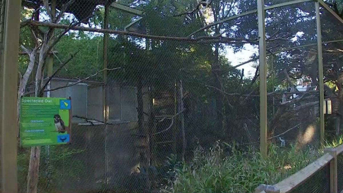 Birds moved indoors at Dallas Zoo over Avian Flu cases – NBC 5 Dallas ...