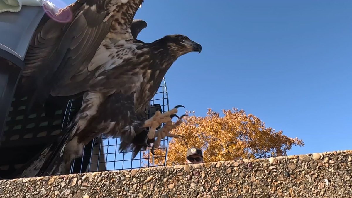 Blackland Prairie Raptor Center releases rehabilitated bald eagle into ...