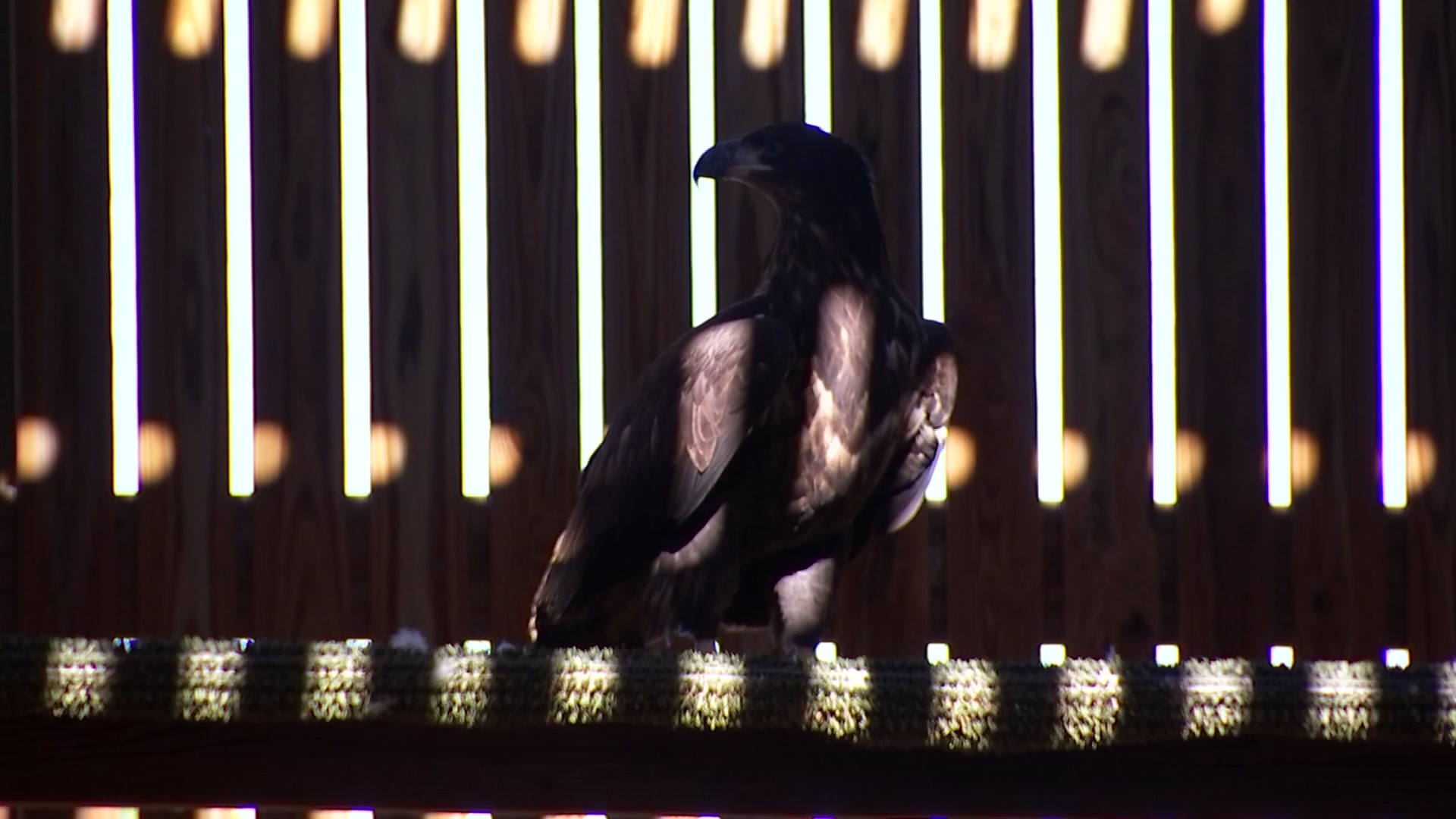 Blackland Prairie Raptor Center releases rehabilitated bald eagle into ...