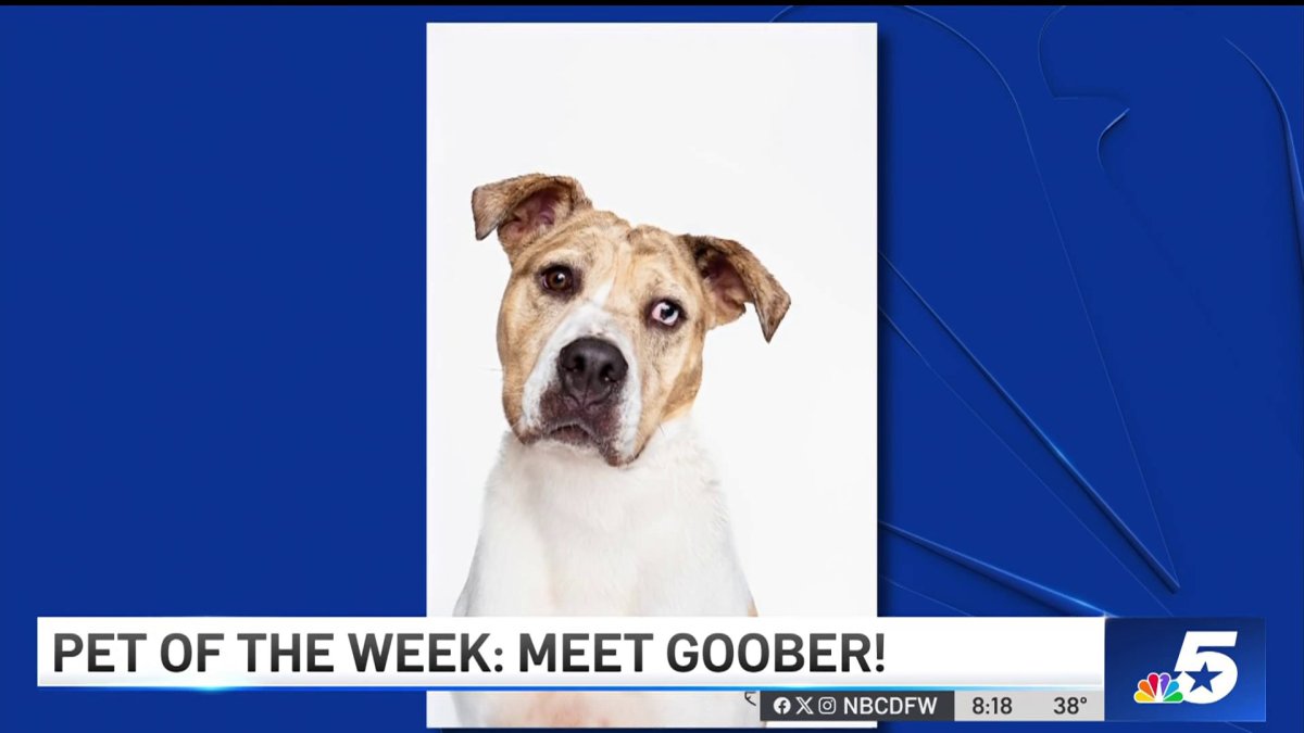 Pet of the Week: Goober! – NBC 5 Dallas-Fort Worth