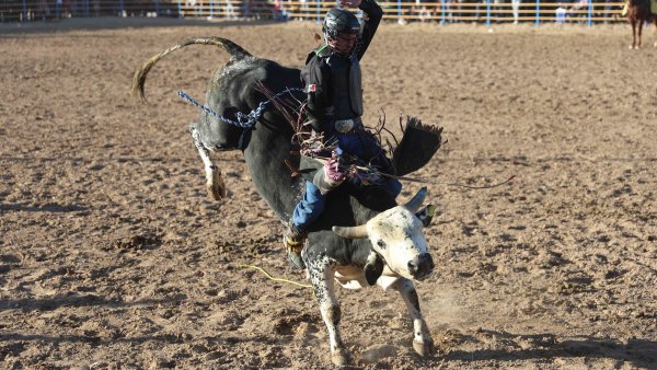 Here are some of the basics in the sport of bull riding – NBC 5 Dallas ...