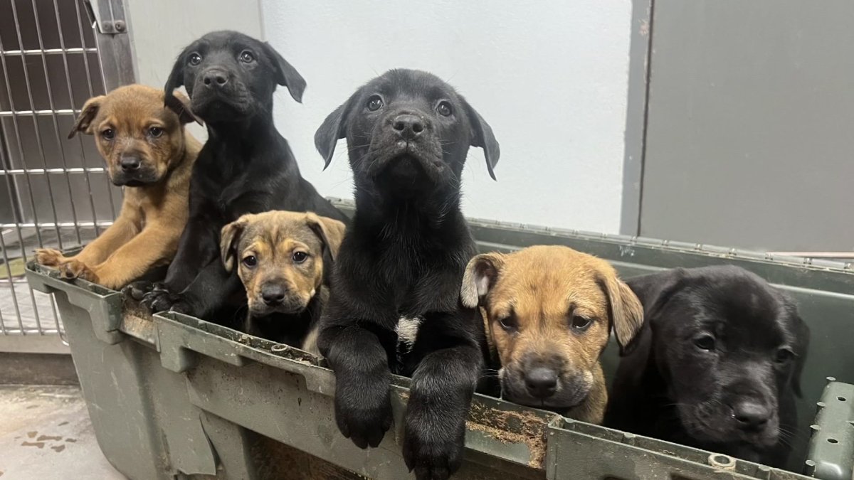 ‘Highway puppies’ up for adoption in Fort Worth – NBC 5 Dallas-Fort Worth
