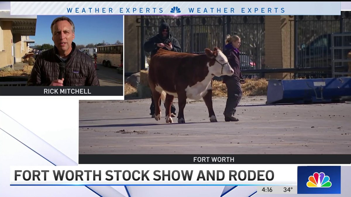 Rick Mitchell hangs out with heifers at the Fort Worth Stock Show and ...