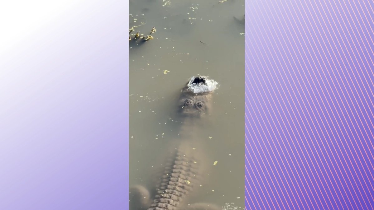 WATCH: A gator frozen in the water breathes through ice – NBC 5 Dallas ...