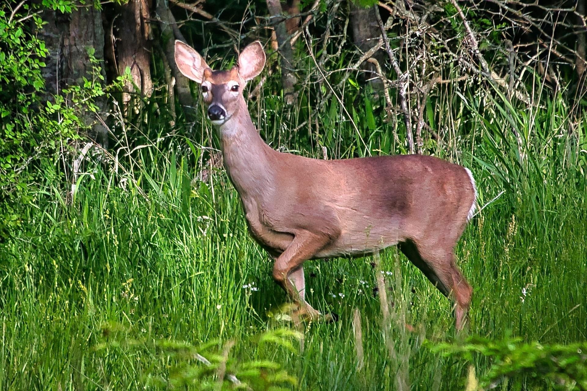 Your photos of nature – NBC 5 Dallas-Fort Worth