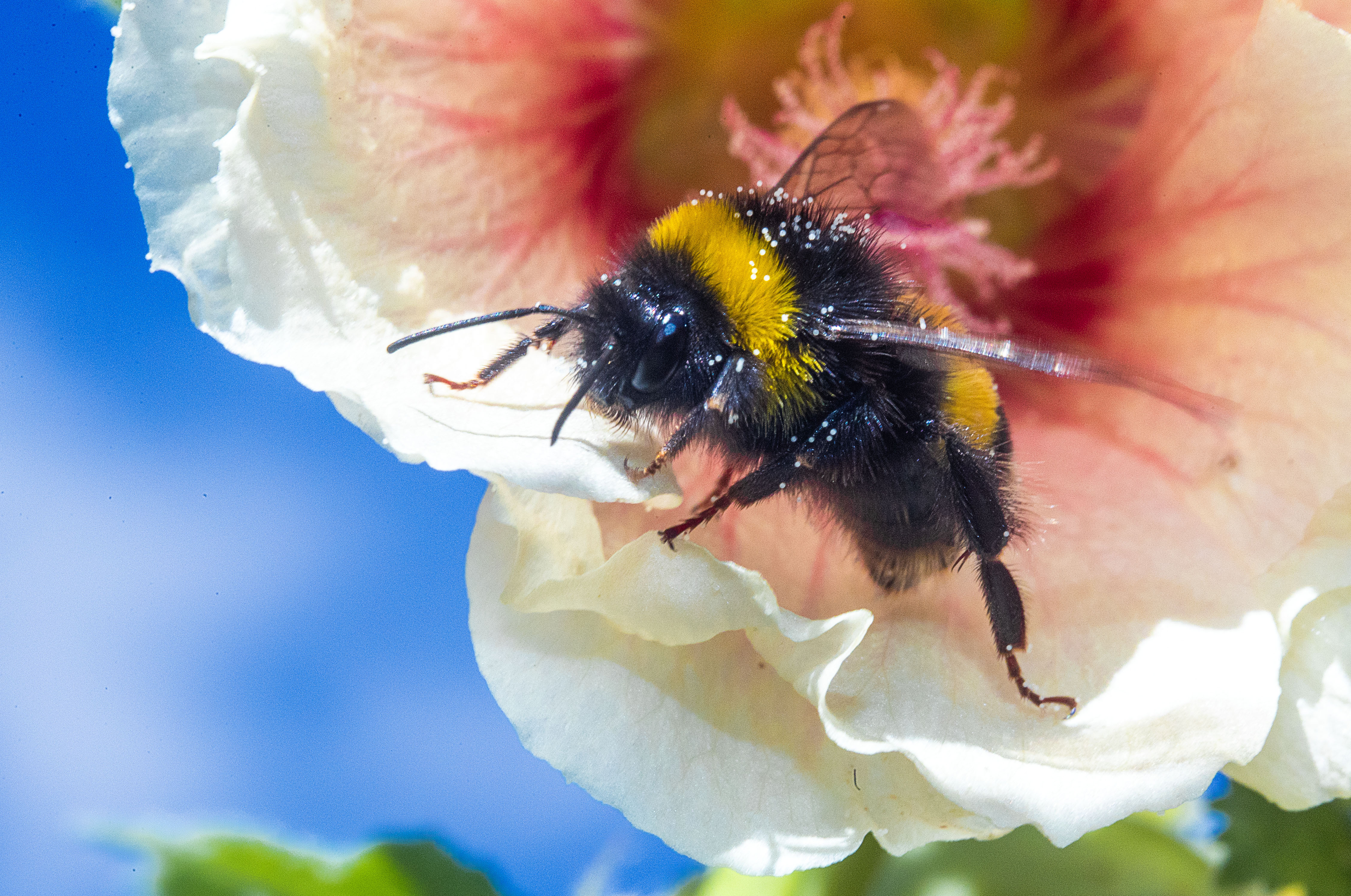 US Wildlife officials consider adding 10 more species to endangered list – NBC 5 Dallas-Fort Worth