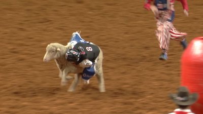 Mutton Busting: a gateway to the rodeo – NBC 5 Dallas-Fort Worth