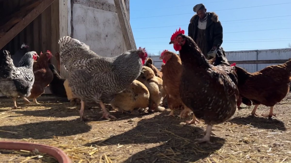 Bonton Farms prepares crops, animals for cold weather – NBC 5 Dallas ...