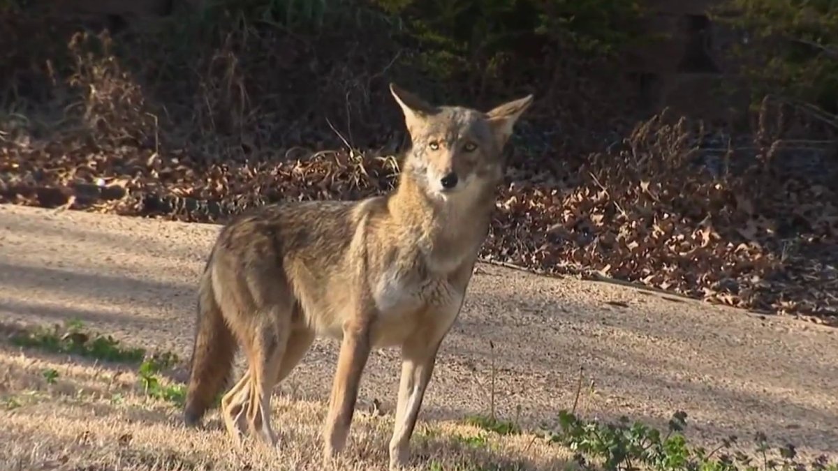 Arlington park reopens after coyote attacks three children – NBC 5 ...