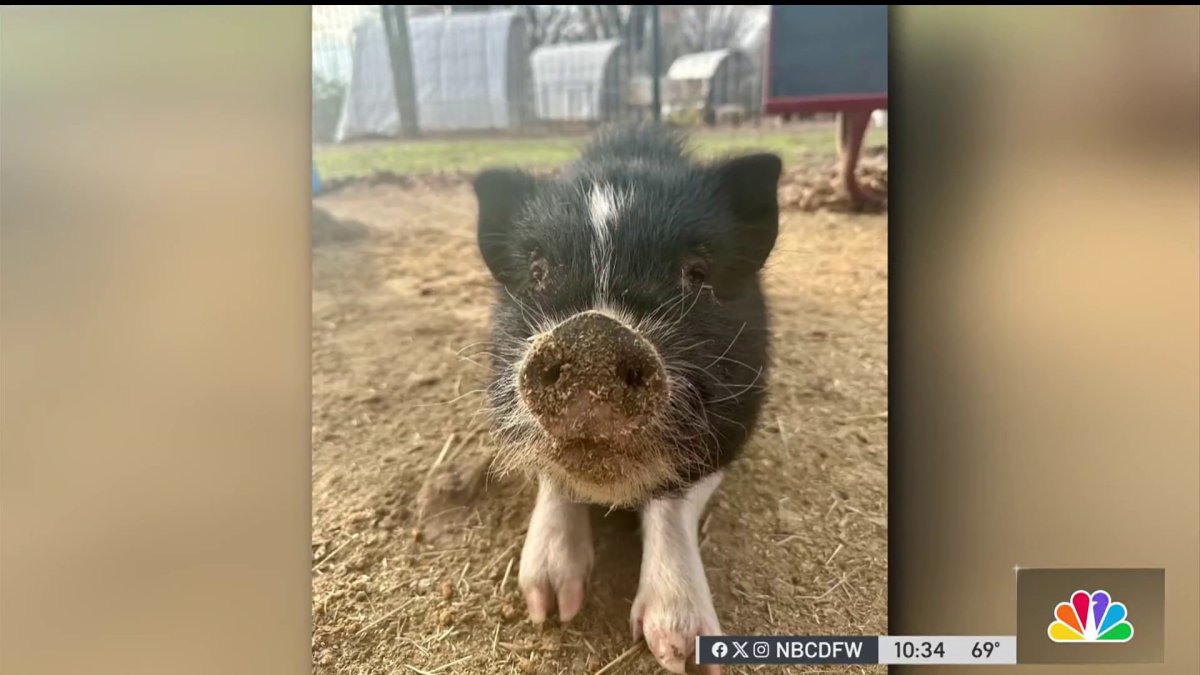 “Pojo the Pig” rescued in exchange for beer and money – NBC 5 Dallas ...